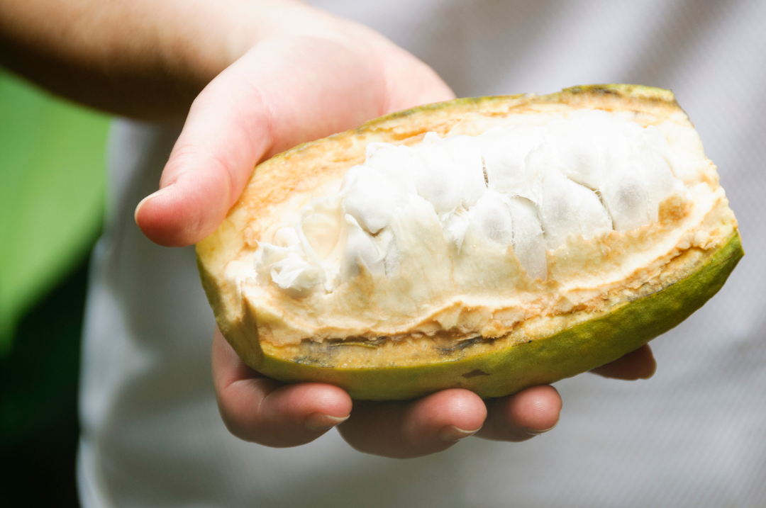 All about raw cacao! – Embue Cacao inc.