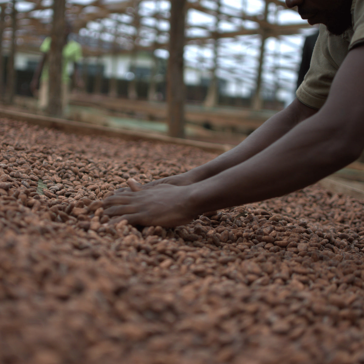 Ceremonial Cacao, Organic, 100% Semuliki Forest, Uganda 5lb Flakes ...